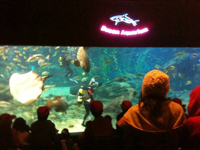 Sea Life Busan Aquarium 부산 아쿠아리움 - Trazy, Korea's #1 Travel Shop
