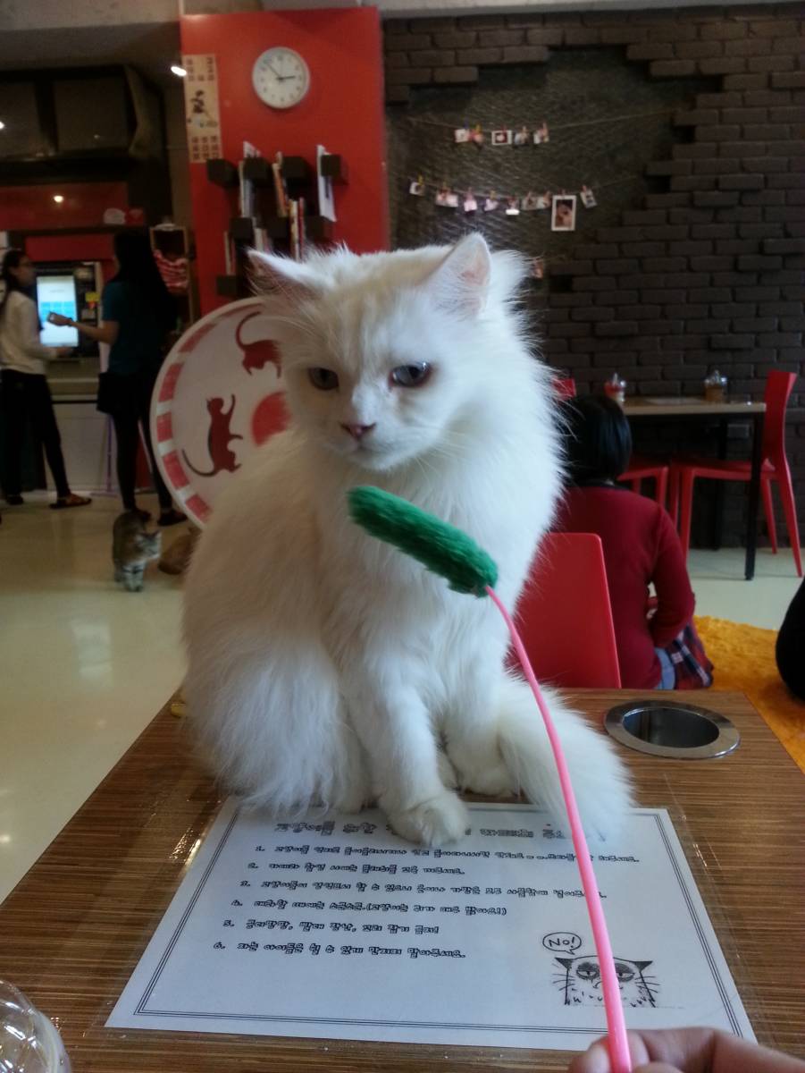 Cheongchun Cat 청춘고양이, Korea Restaurant and Cafe