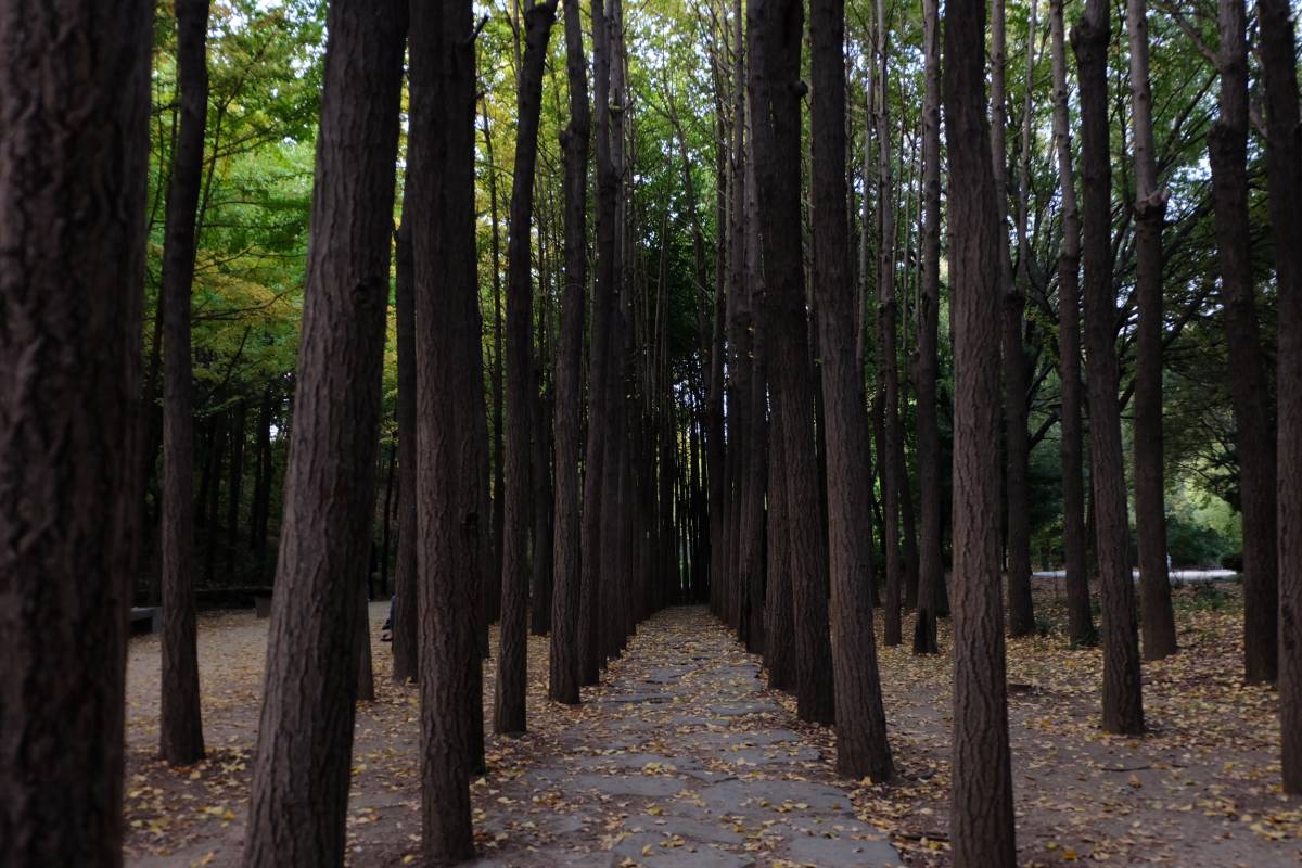 Seoul Forest (서울숲) - Trazy, Korea's #1 Travel Shop