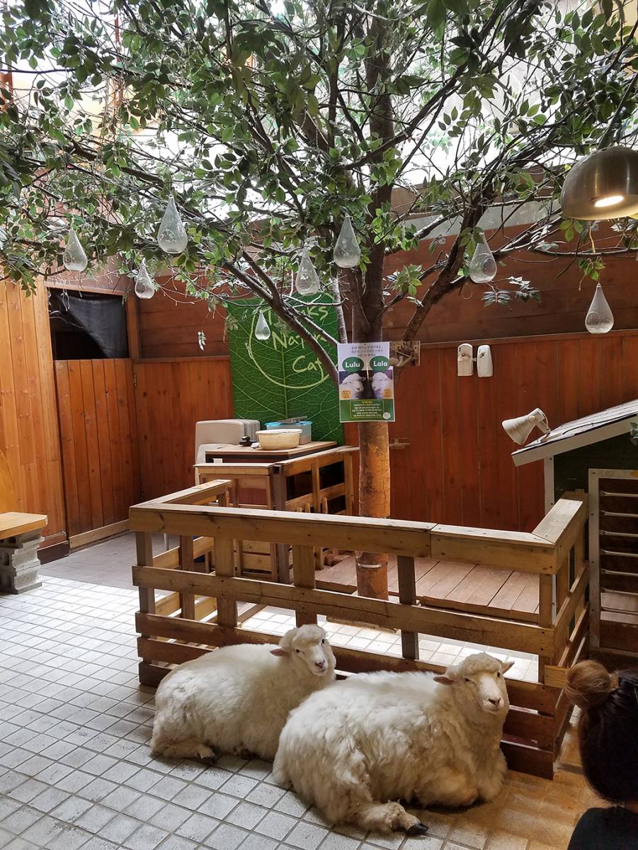 Thanks Nature Cafe 땡스 네이쳐 카페, Korea Restaurant and Cafe